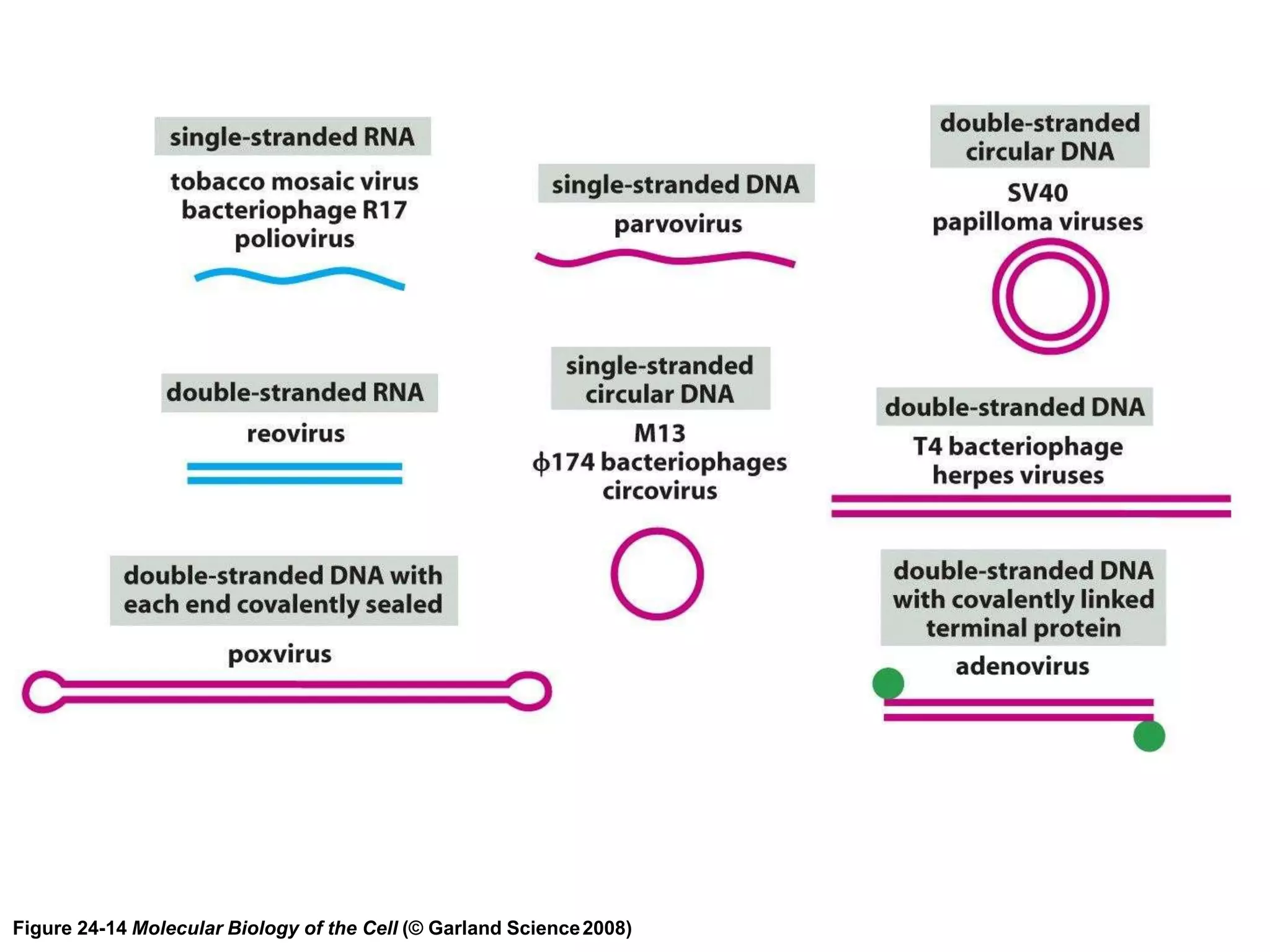 Introduction to Microbial Diversity | PPTX