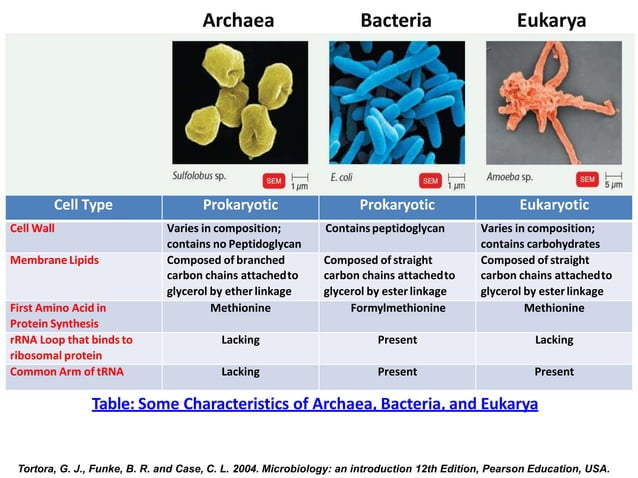 Introduction to Microbial Diversity | PPTX