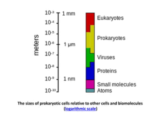 Introduction to Microbial Diversity | PPTX