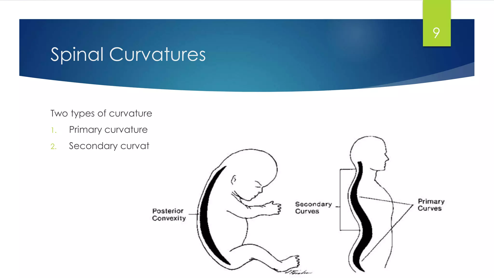 Lec 1 biomechanics of the spine | PPTX