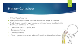 Lec 1 biomechanics of the spine | PPT