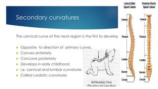 Lec 1 biomechanics of the spine | PPT