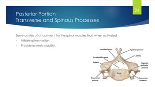 Lec 1 biomechanics of the spine | PPT