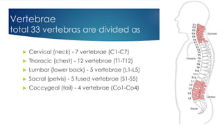 Lec 1 biomechanics of the spine | PPT