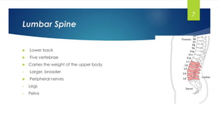 Lec 1 biomechanics of the spine | PPTX