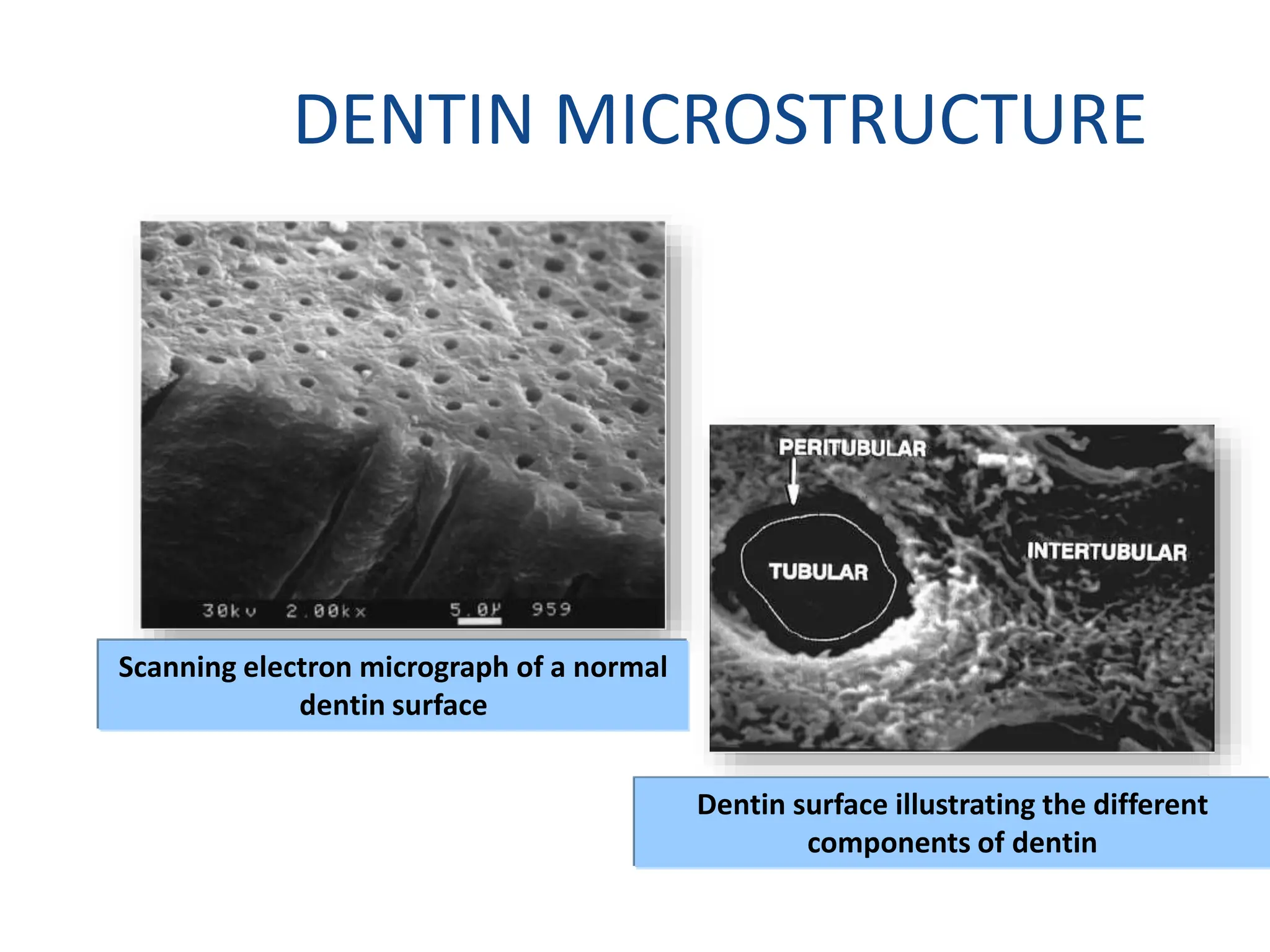lec 1 Bonding to Dental Substrates or Adhesion.pptx