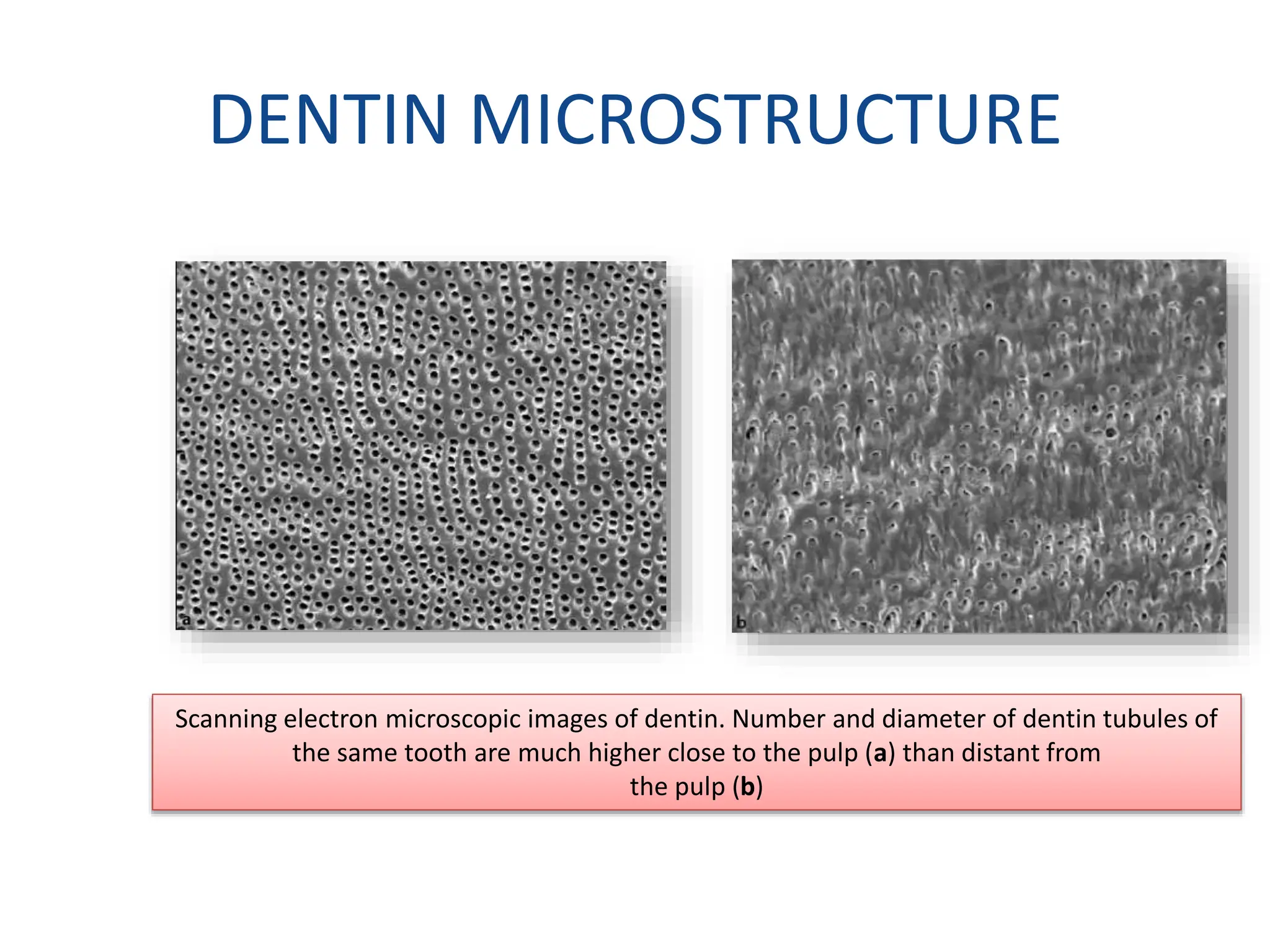 lec 1 Bonding to Dental Substrates or Adhesion.pptx