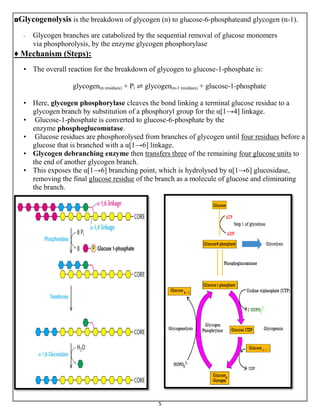 Glucose Utilization | PDF