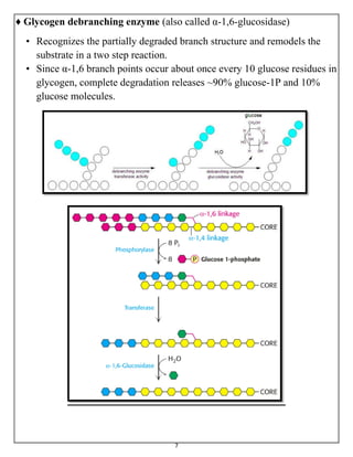 Glucose Utilization | PDF