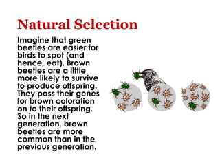 Evolutionary Biology of BS-BIOLOGY.ppttt | PPT