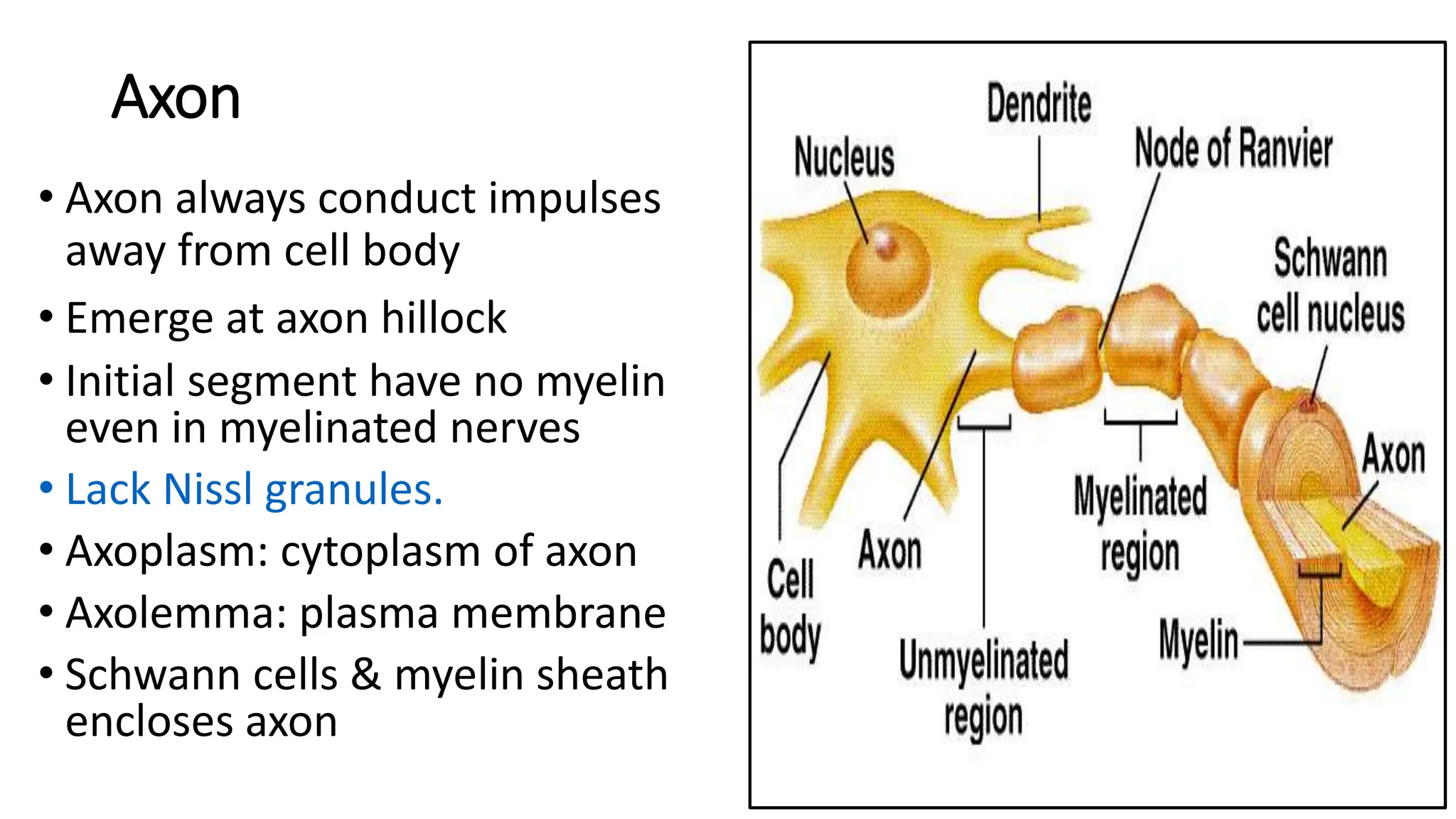 LEC 1 ,Excitable tissue nerve and muscle.pptx