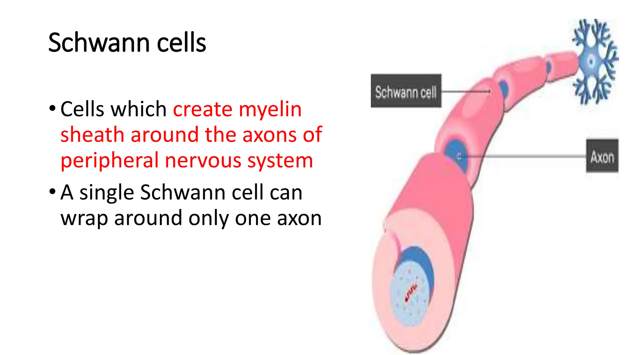 LEC 1 ,Excitable tissue nerve and muscle.pptx