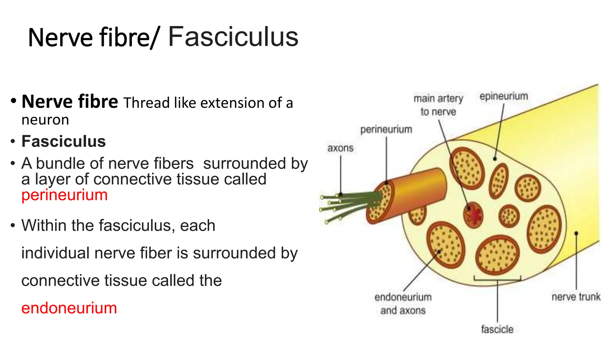LEC 1 ,Excitable tissue nerve and muscle.pptx