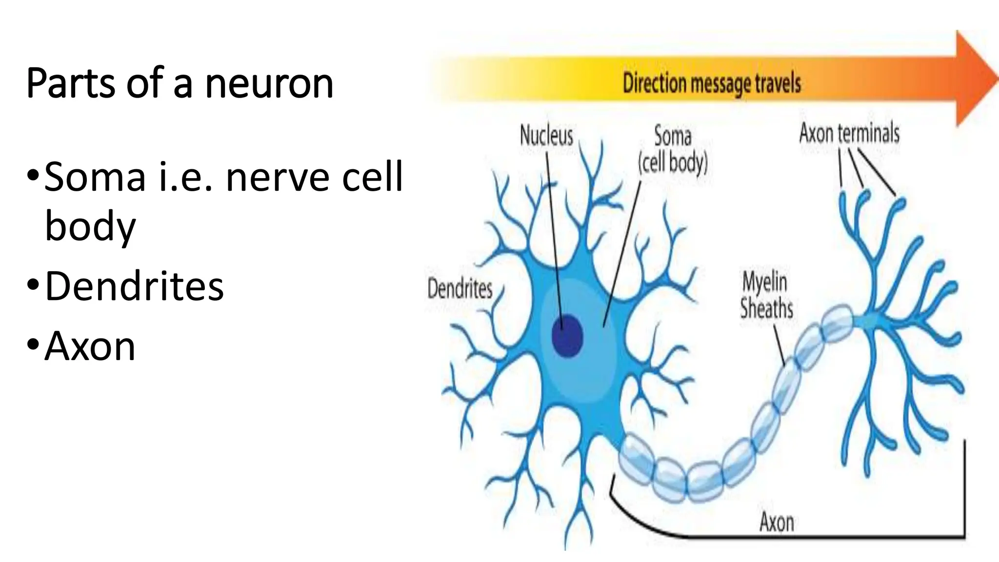 LEC 1 ,Excitable tissue nerve and muscle.pptx