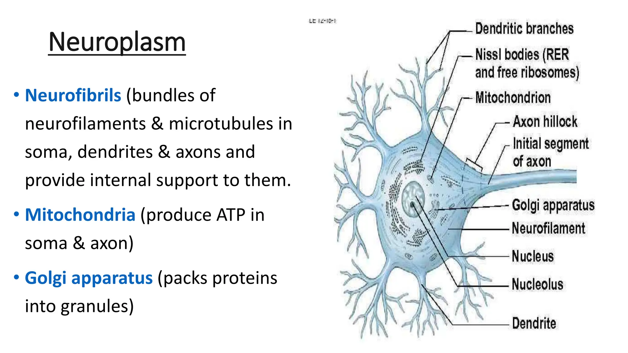 LEC 1 ,Excitable tissue nerve and muscle.pptx
