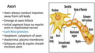 LEC 1 ,Excitable tissue nerve and muscle.pptx