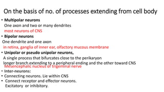 LEC 1 ,Excitable tissue nerve and muscle.pptx