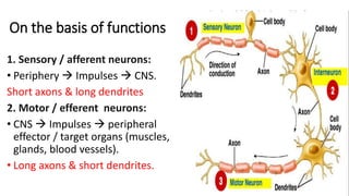 LEC 1 ,Excitable tissue nerve and muscle.pptx