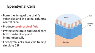 LEC 1 ,Excitable tissue nerve and muscle.pptx