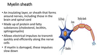 LEC 1 ,Excitable tissue nerve and muscle.pptx