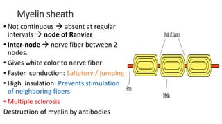 LEC 1 ,Excitable tissue nerve and muscle.pptx