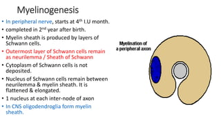 LEC 1 ,Excitable tissue nerve and muscle.pptx