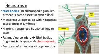 LEC 1 ,Excitable tissue nerve and muscle.pptx