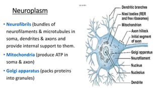 LEC 1 ,Excitable tissue nerve and muscle.pptx