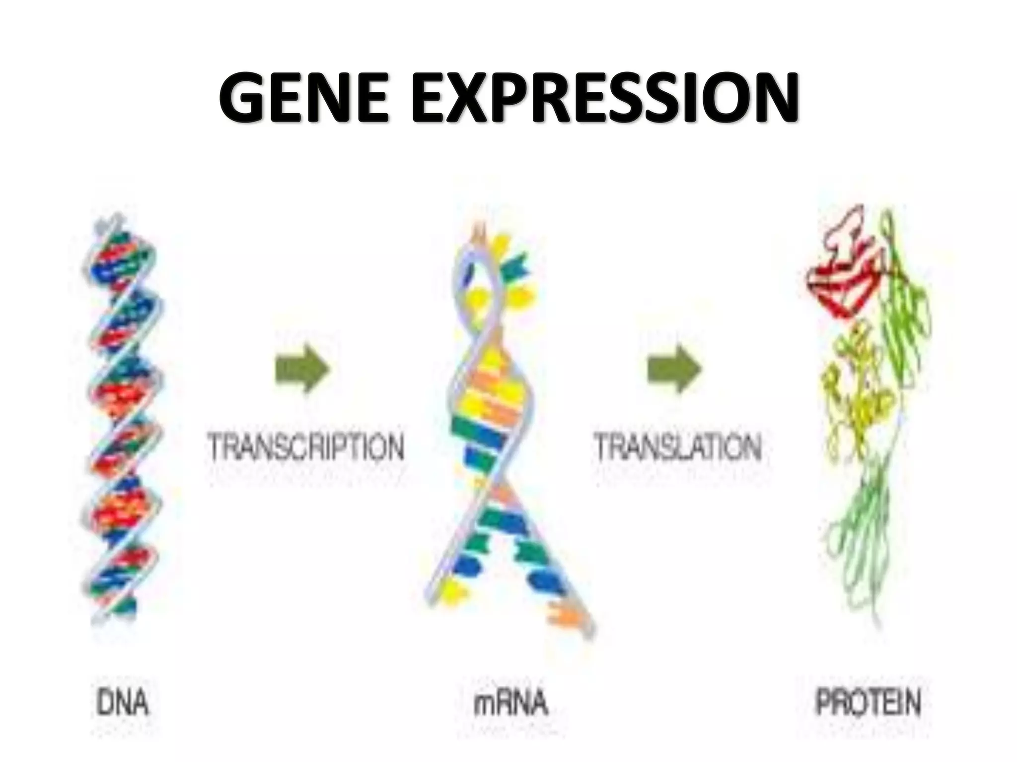 Lec 1 gene activities | PPT