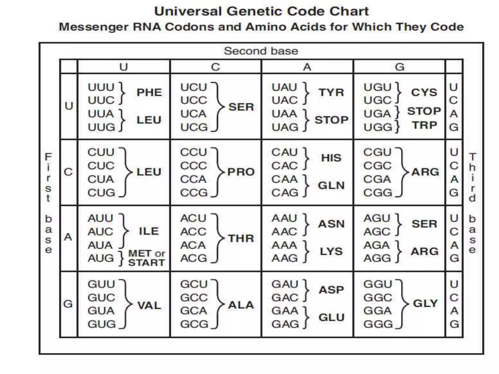 Lec 1 gene activities | PPT
