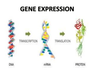 Lec 1 gene activities | PPT