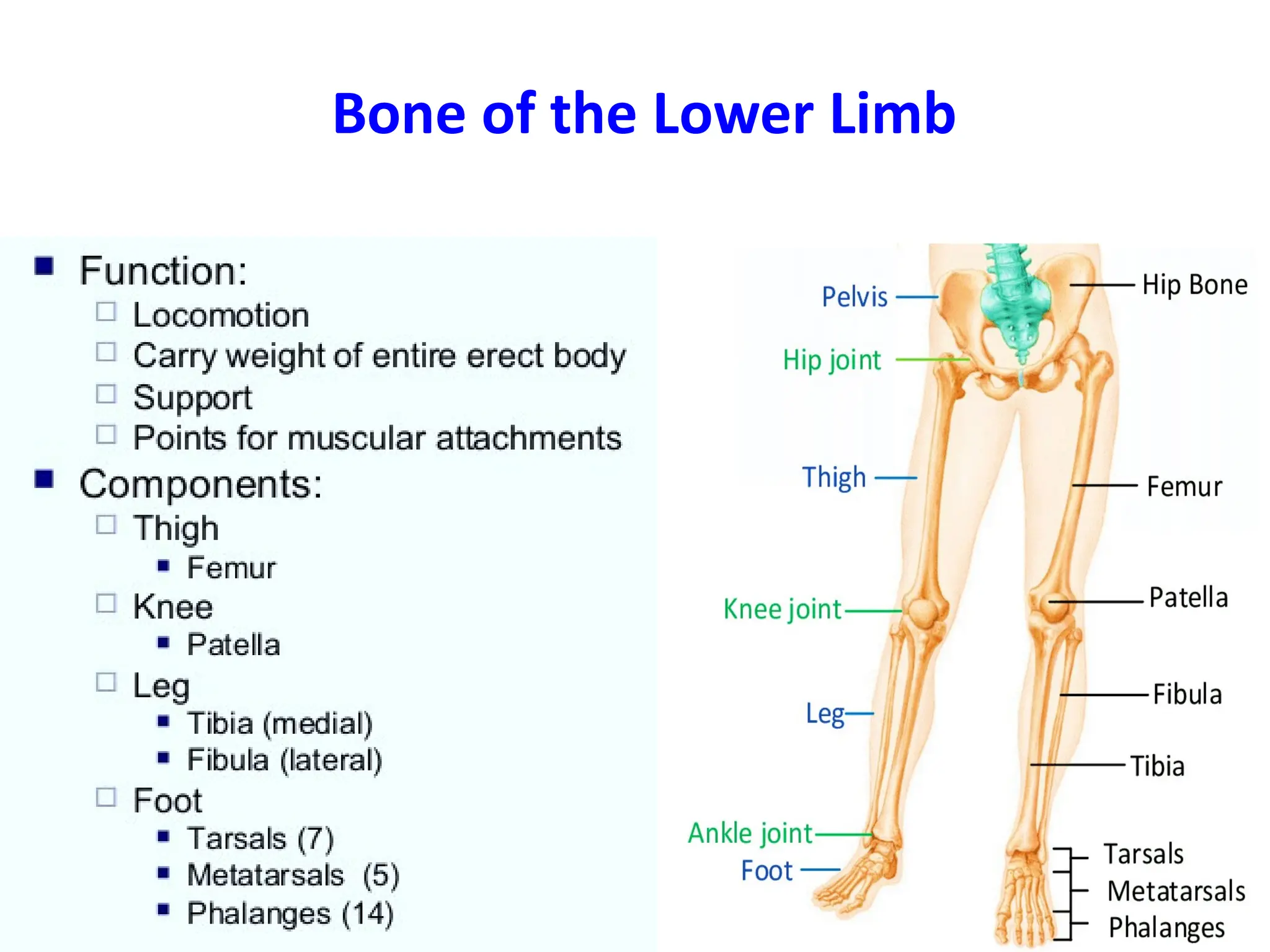#Anatomy of #Hip #Bone #DPT #MBBS #Nursing #Students | PPTX