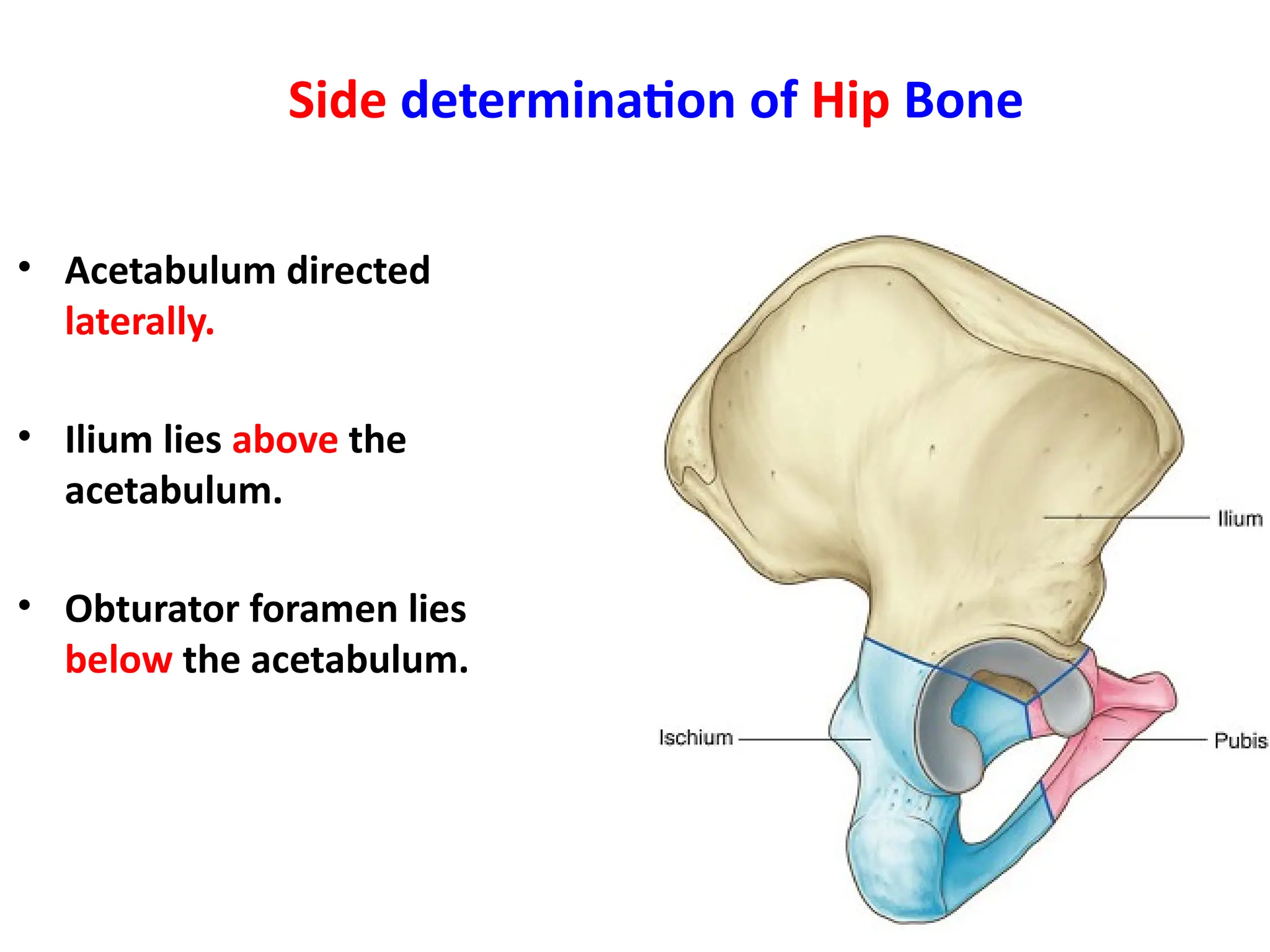 #Anatomy of #Hip #Bone #DPT #MBBS #Nursing #Students | PPTX