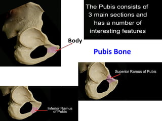 #Anatomy of #Hip #Bone #DPT #MBBS #Nursing #Students | PPTX
