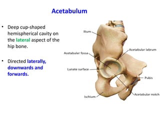 #Anatomy of #Hip #Bone #DPT #MBBS #Nursing #Students | PPTX