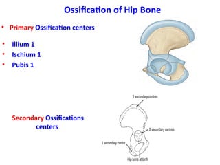 #Anatomy of #Hip #Bone #DPT #MBBS #Nursing #Students | PPTX
