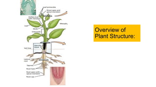 Lec1_Introduction-to-Plant-Physiology-2025.pdf
