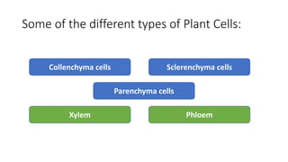 Lec1_Introduction-to-Plant-Physiology-2025.pdf