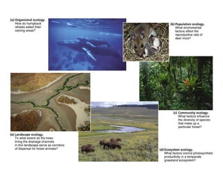 General Ecology Introduction | PDF