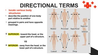 LEC1 INTRODUCTION_ANATOMY & PHYSIOLOGY.pptx