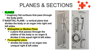 LEC1 INTRODUCTION_ANATOMY & PHYSIOLOGY.pptx