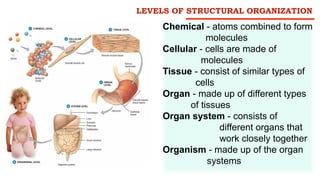 LEC1 INTRODUCTION_ANATOMY & PHYSIOLOGY.pptx