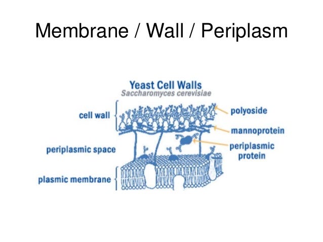 Lec.1 Introduction Prokaryote_and_Eukaryote