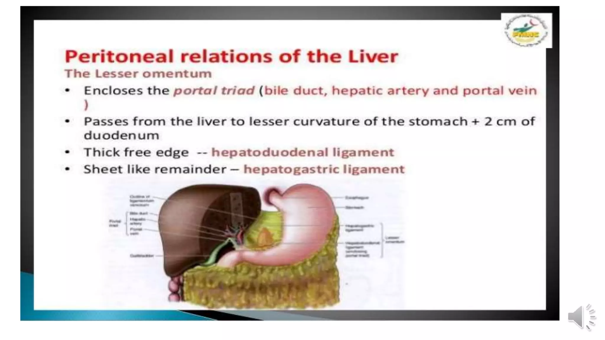 Liver Gross Anatomy.pptx