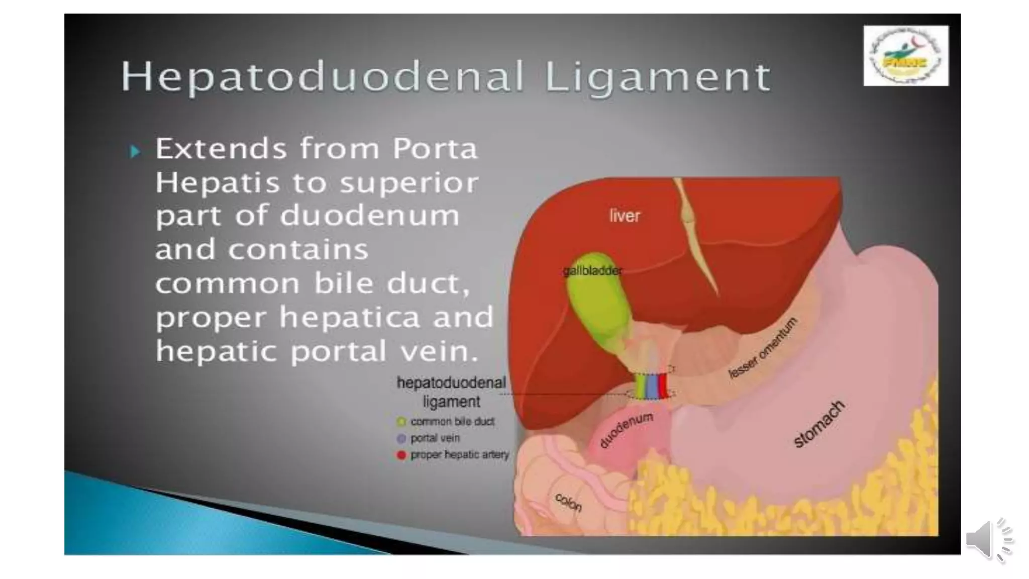 Liver Gross Anatomypptx