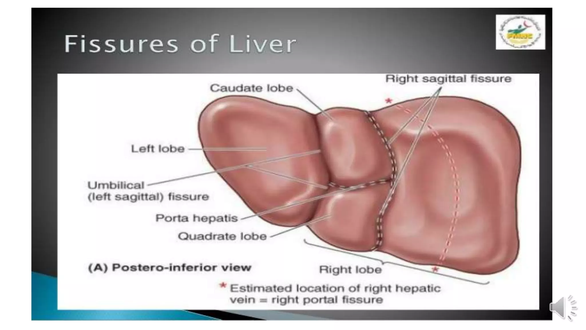 Liver Gross Anatomypptx