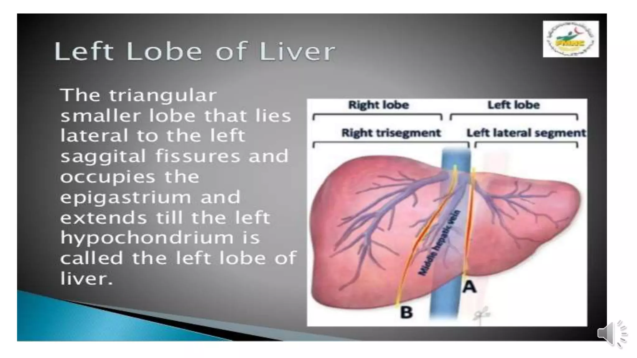Liver Gross Anatomy.pptx