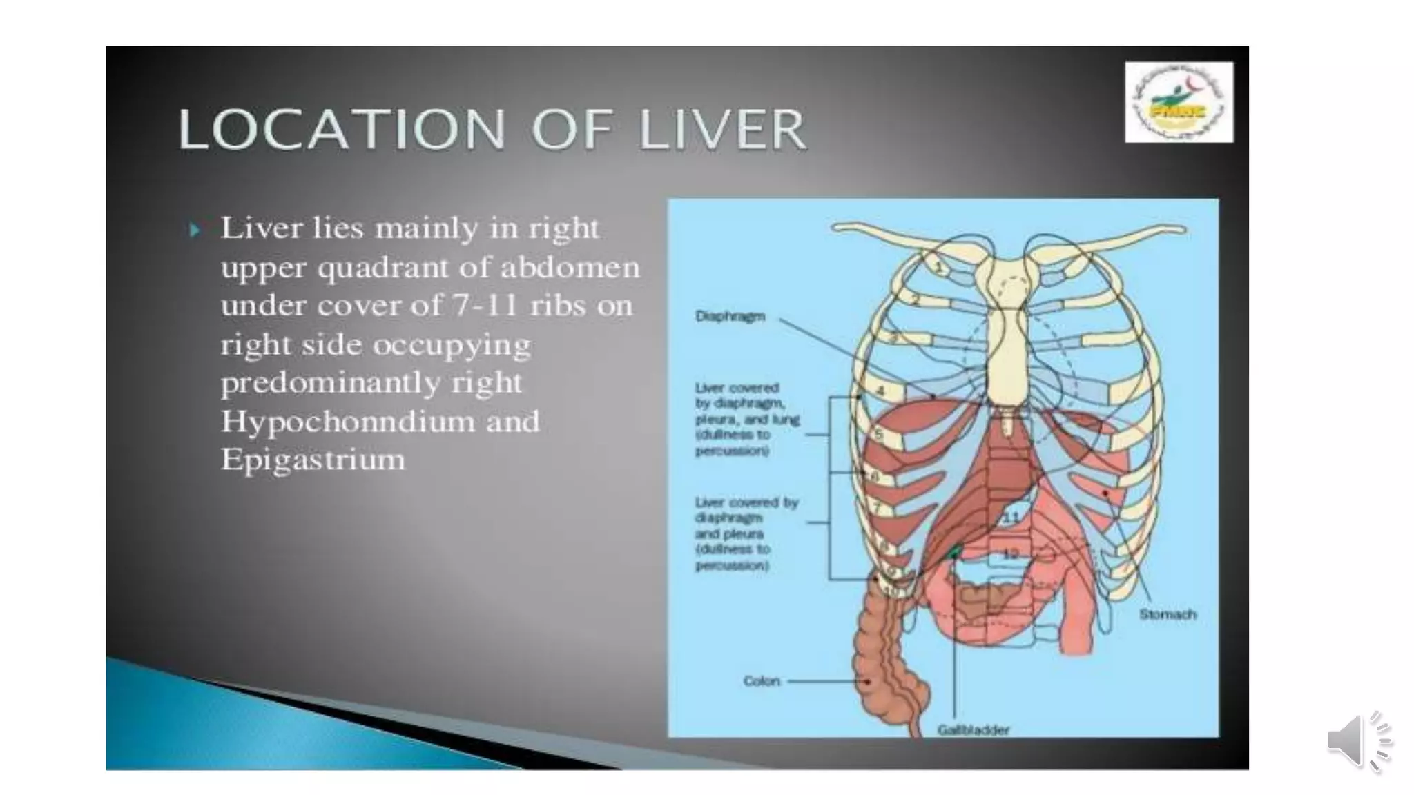Liver Gross Anatomy.pptx