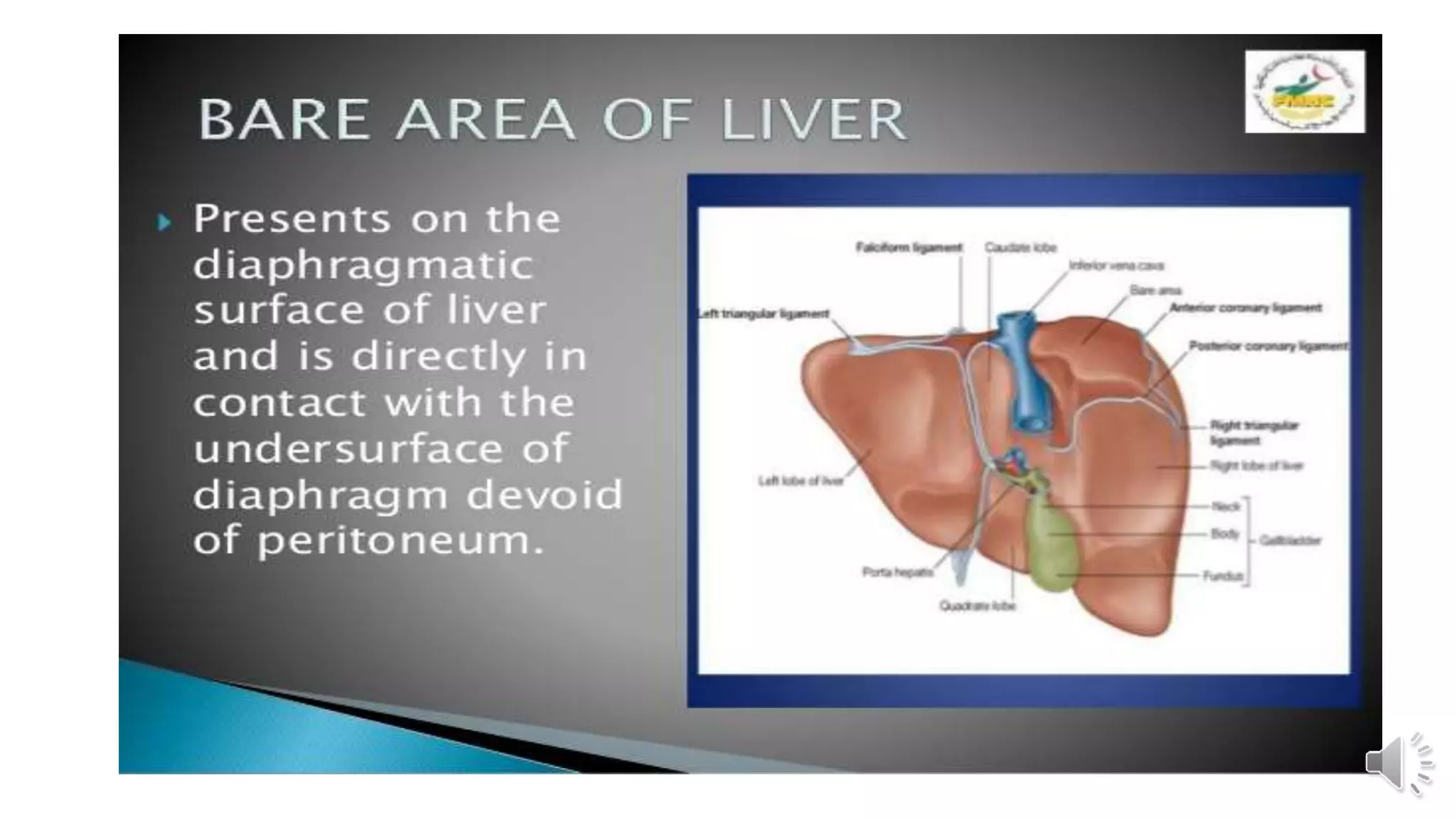 Liver Gross Anatomy.pptx