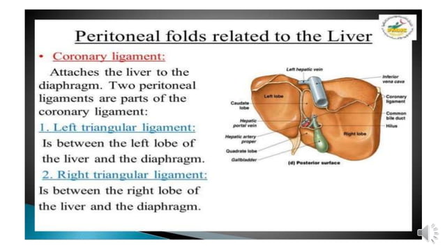 Liver Gross Anatomy.pptx | Endocrine and Metabolic Diseases | Diseases ...